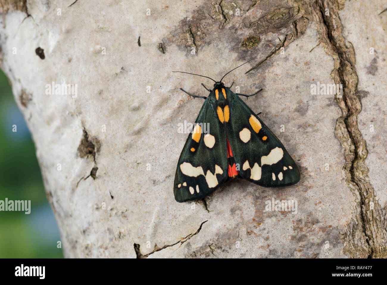 Schönbär, Callimorpha dominula, Panaxia dominula, scarlet tiger moth, L ...