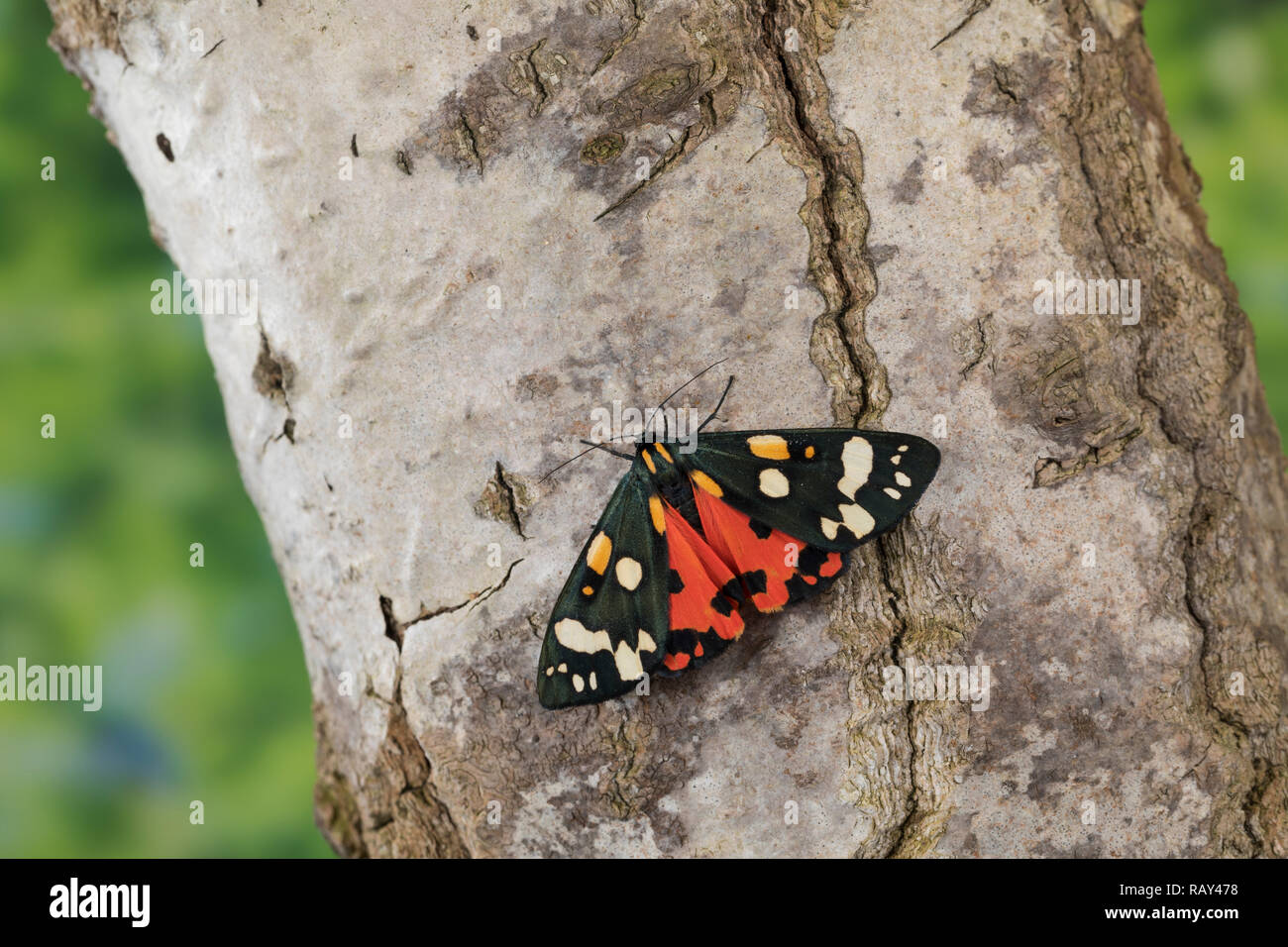 Schönbär, Callimorpha dominula, Panaxia dominula, scarlet tiger moth, L ...