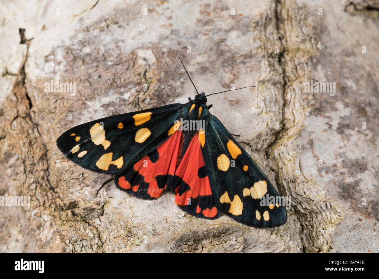 Schönbär, Callimorpha dominula, Panaxia dominula, scarlet tiger moth, L ...