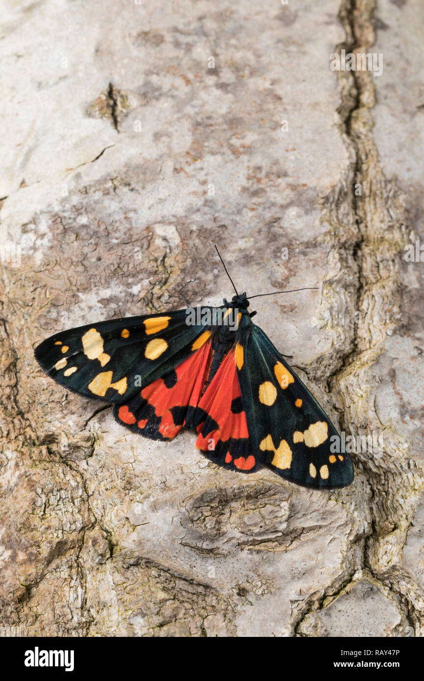 Schönbär, Callimorpha dominula, Panaxia dominula, scarlet tiger moth, L ...