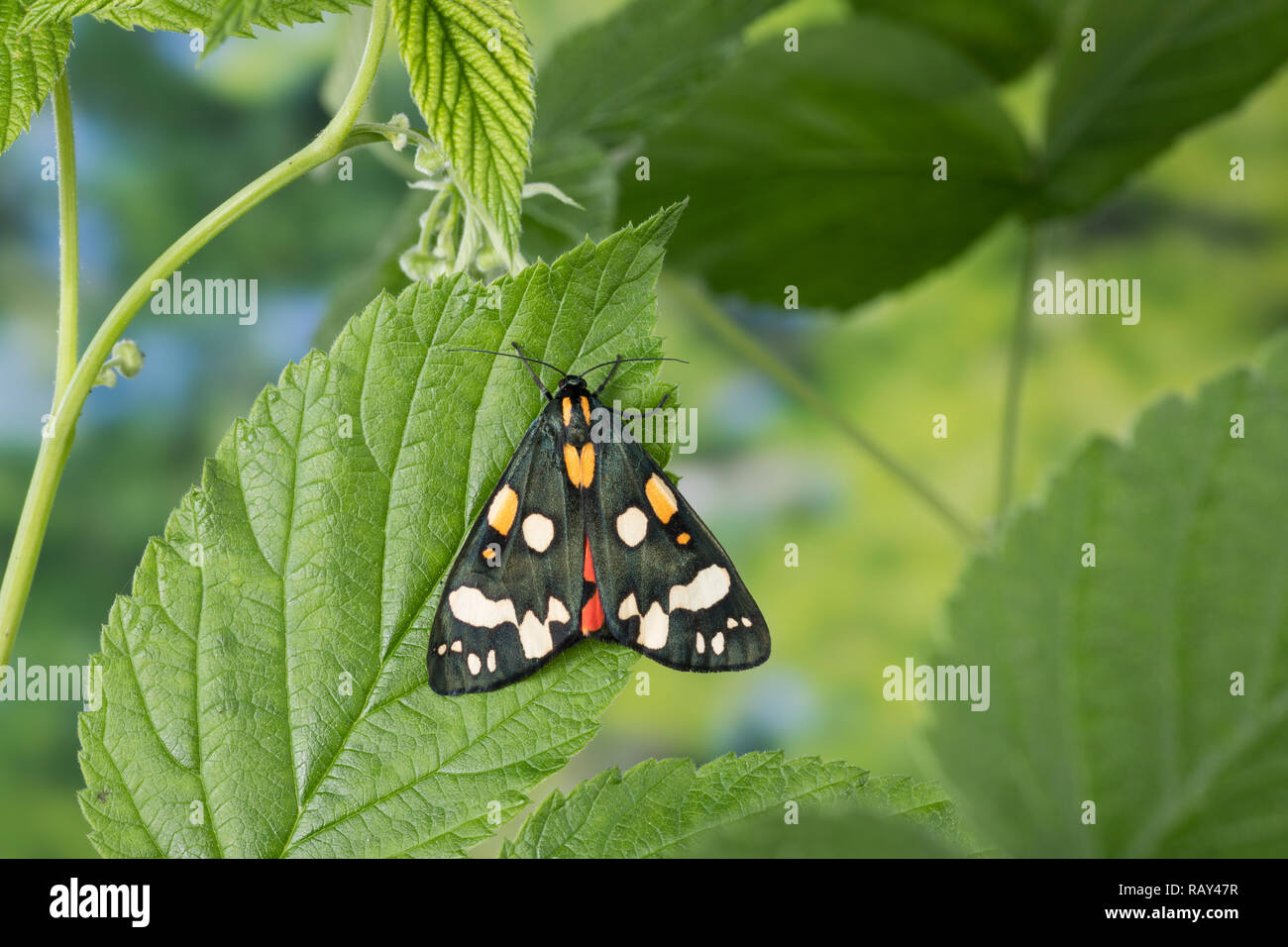 Schönbär, Callimorpha dominula, Panaxia dominula, scarlet tiger moth, L ...