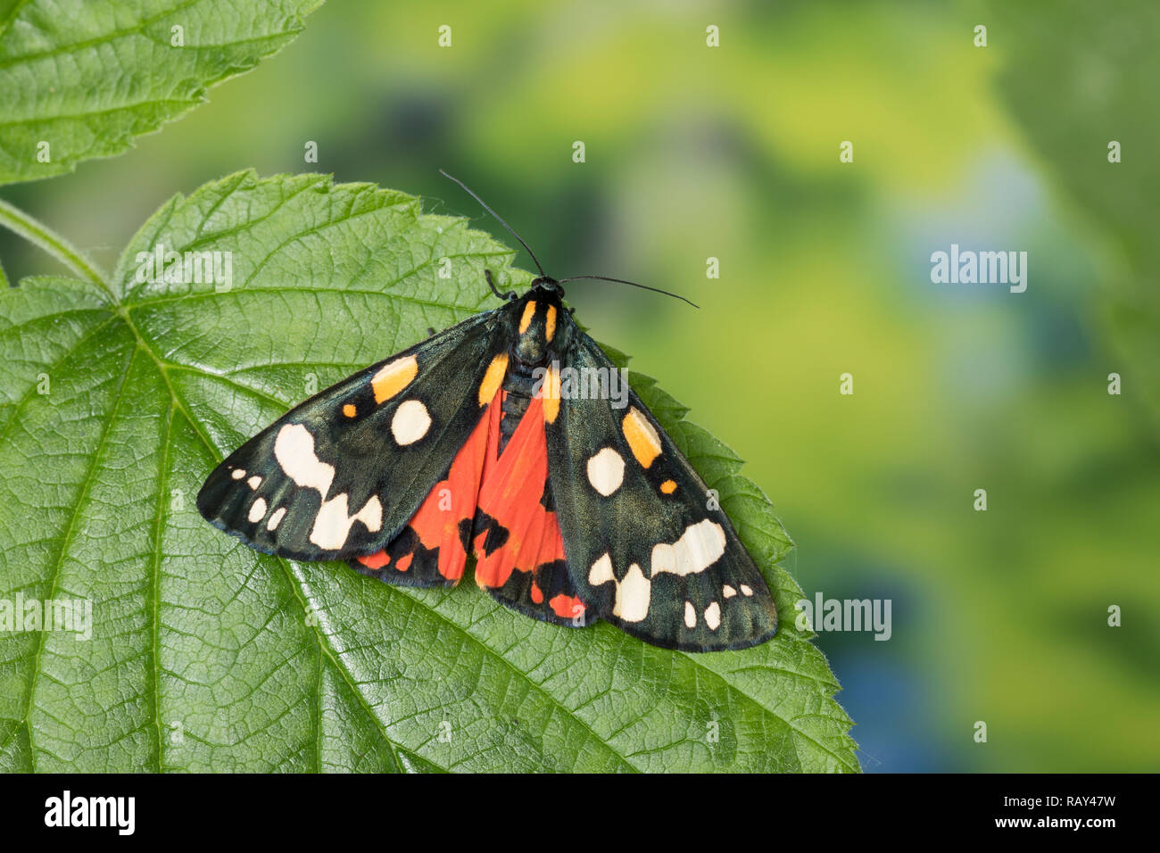 Schönbär, Callimorpha dominula, Panaxia dominula, scarlet tiger moth, L ...