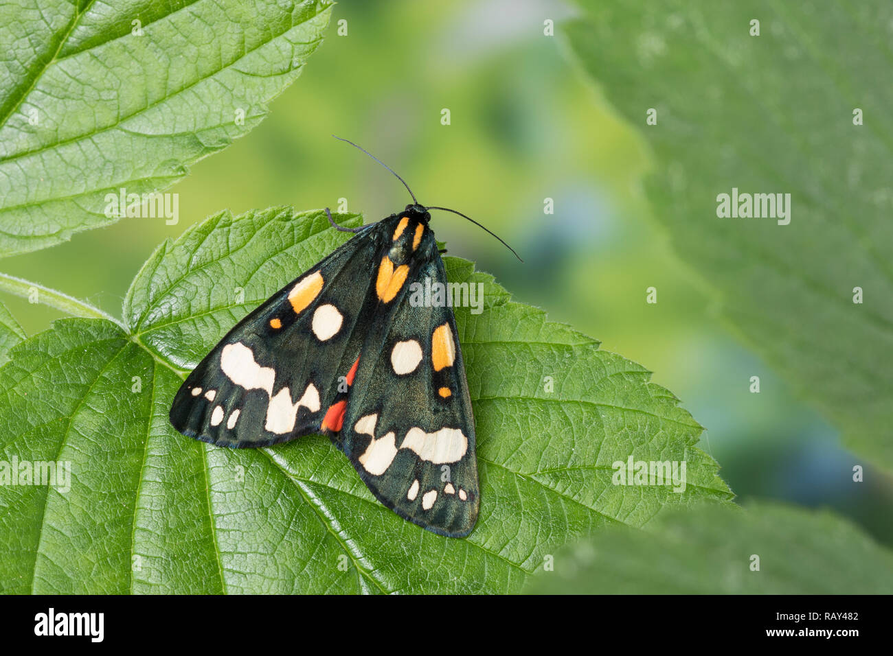 Schönbär, Callimorpha dominula, Panaxia dominula, scarlet tiger moth, L ...