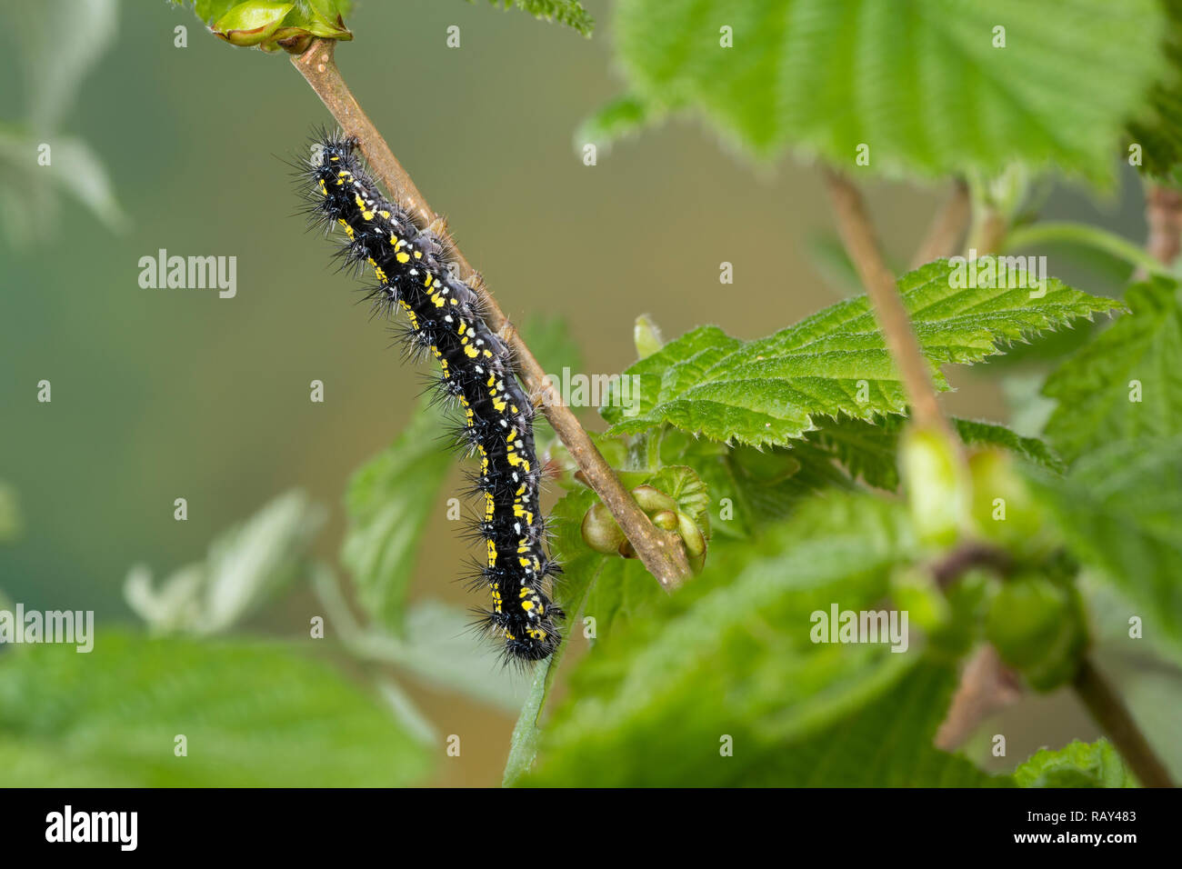 Schönbär, Raupe, Callimorpha dominula, Panaxia dominula, scarlet tiger ...