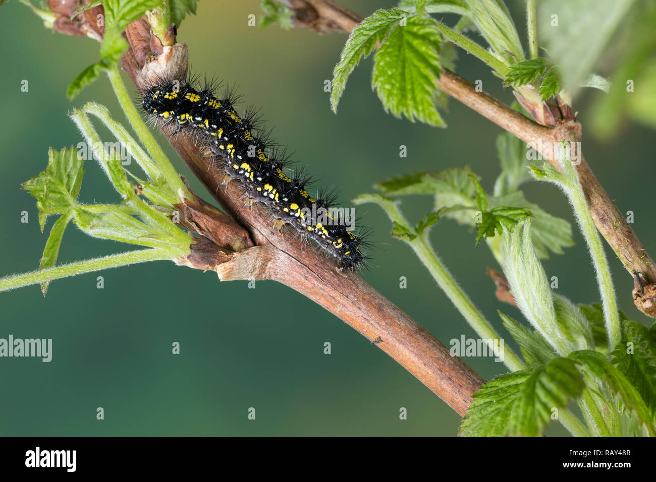Schönbär, Raupe, Callimorpha dominula, Panaxia dominula, scarlet tiger ...