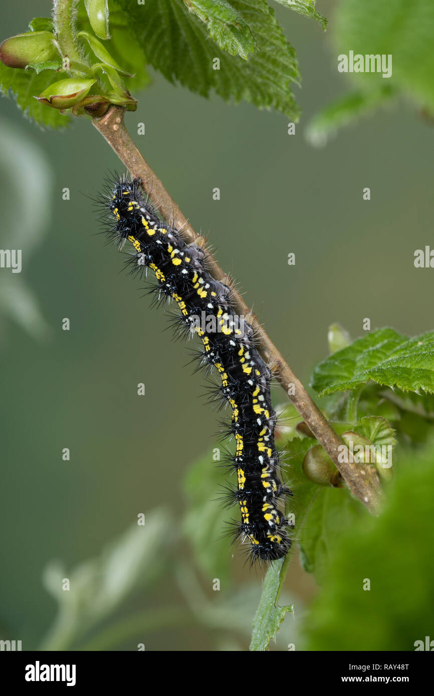 Schönbär, Raupe, Callimorpha dominula, Panaxia dominula, scarlet tiger ...