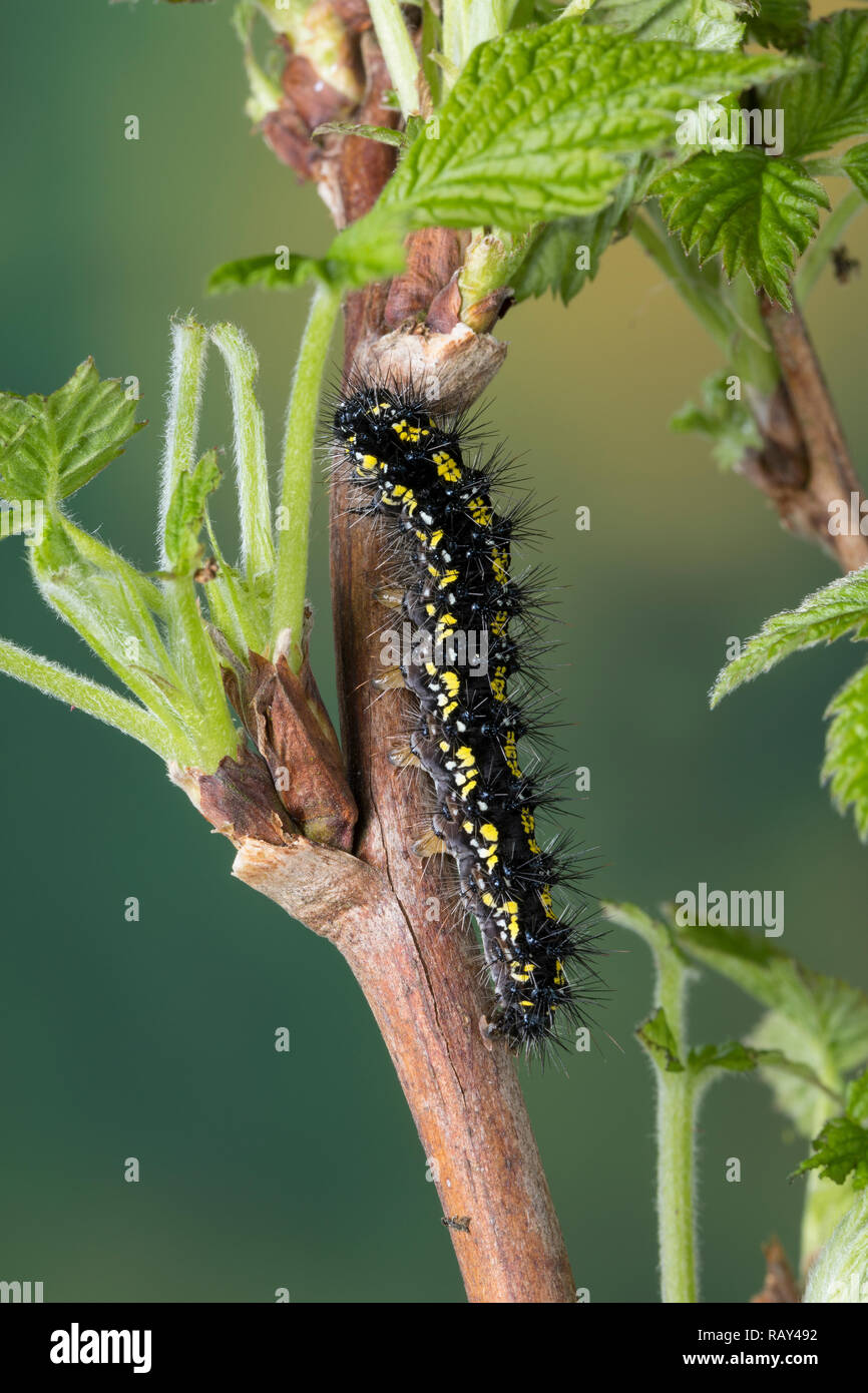 Schönbär, Raupe, Callimorpha dominula, Panaxia dominula, scarlet tiger ...