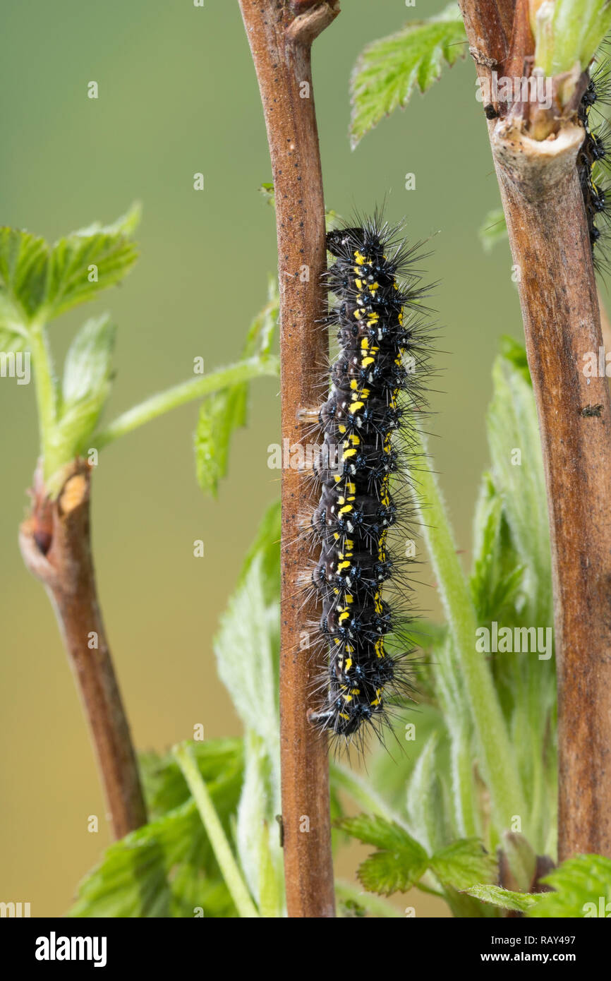 Schönbär, Raupe, Callimorpha dominula, Panaxia dominula, scarlet tiger ...