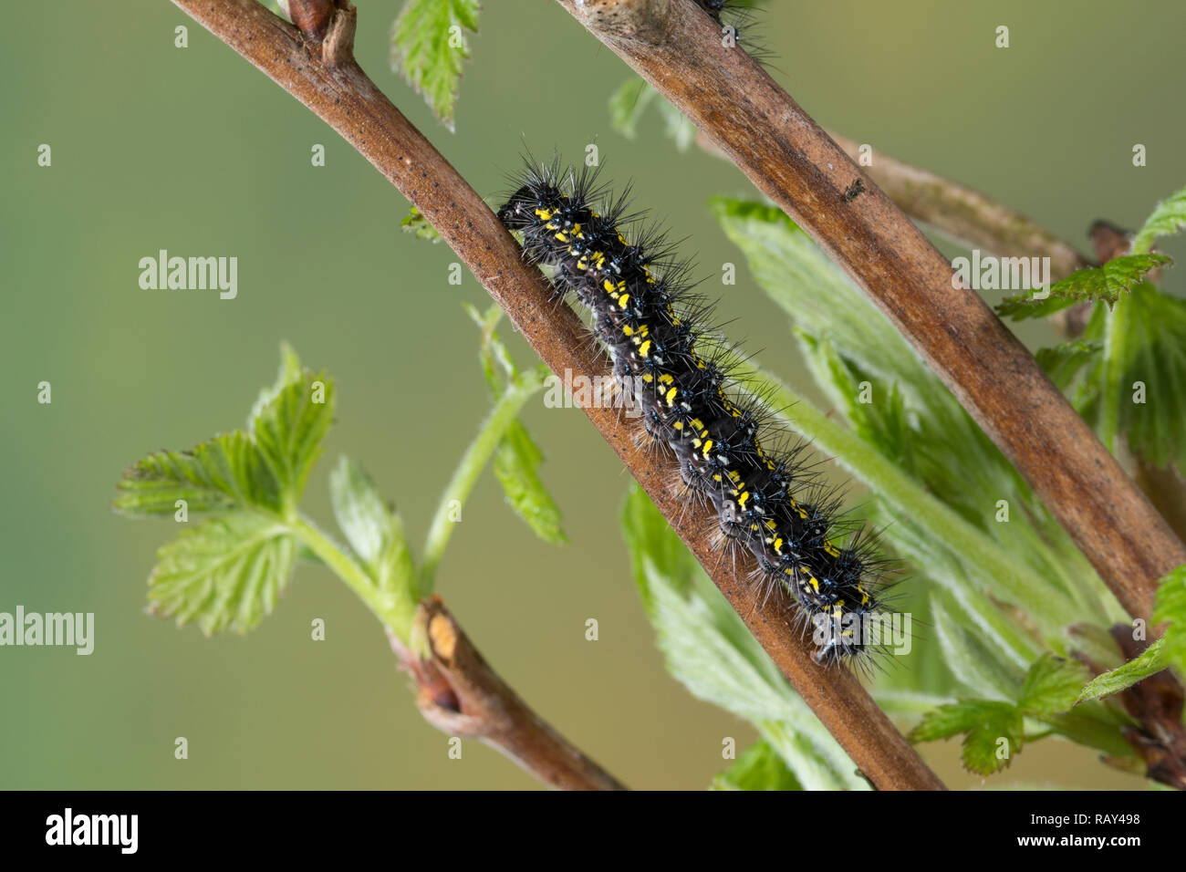 Schönbär, Raupe, Callimorpha dominula, Panaxia dominula, scarlet tiger ...