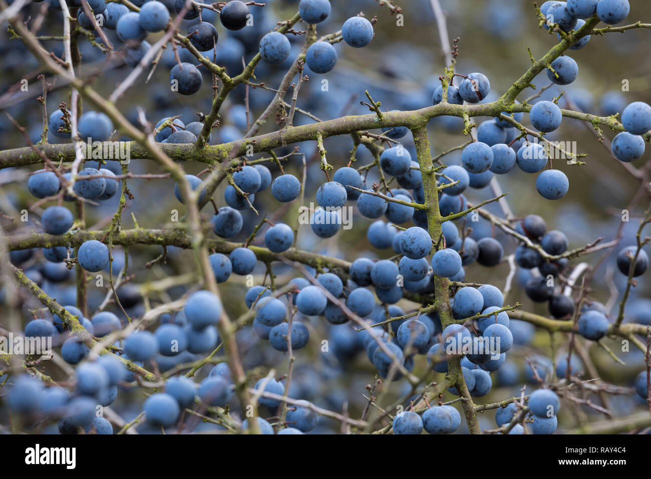 Schlehe, Schlehenfrüchte, Frucht, Früchte, Schlehenbeeren, Schlehen ...