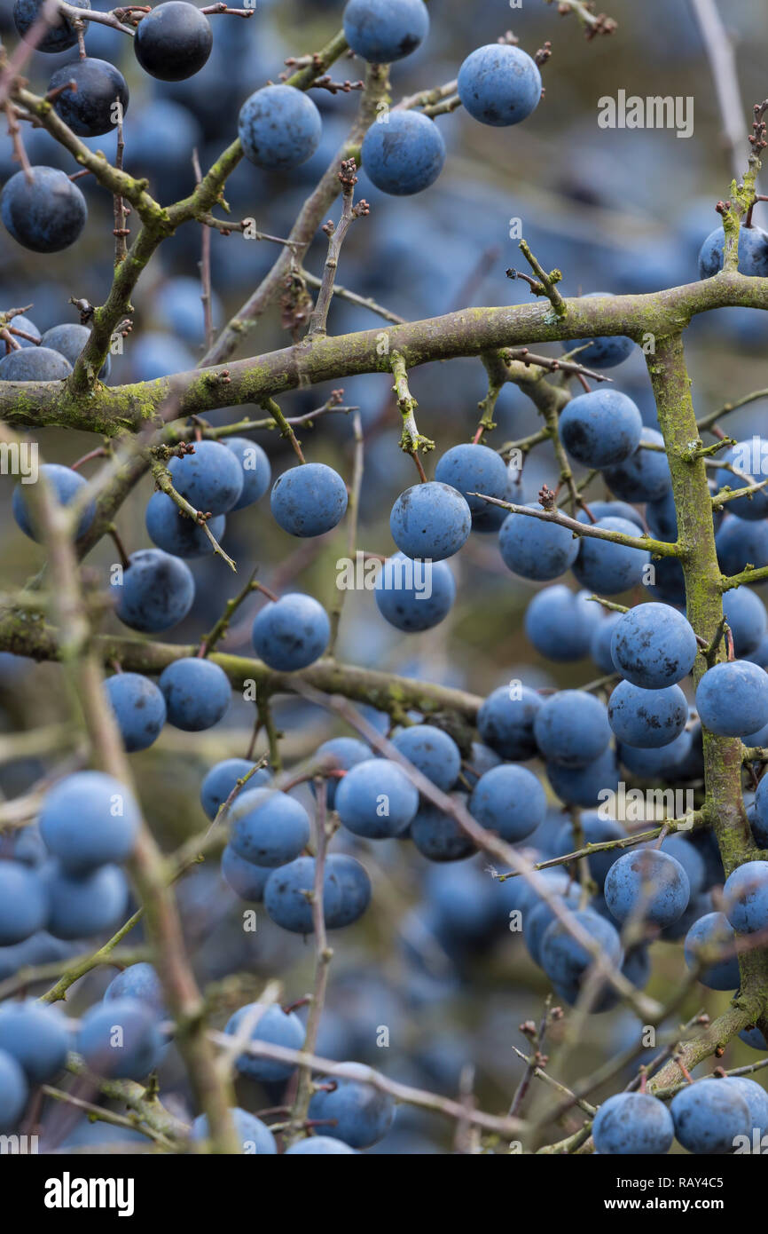 Schlehen beeren hi-res stock photography and images - Alamy