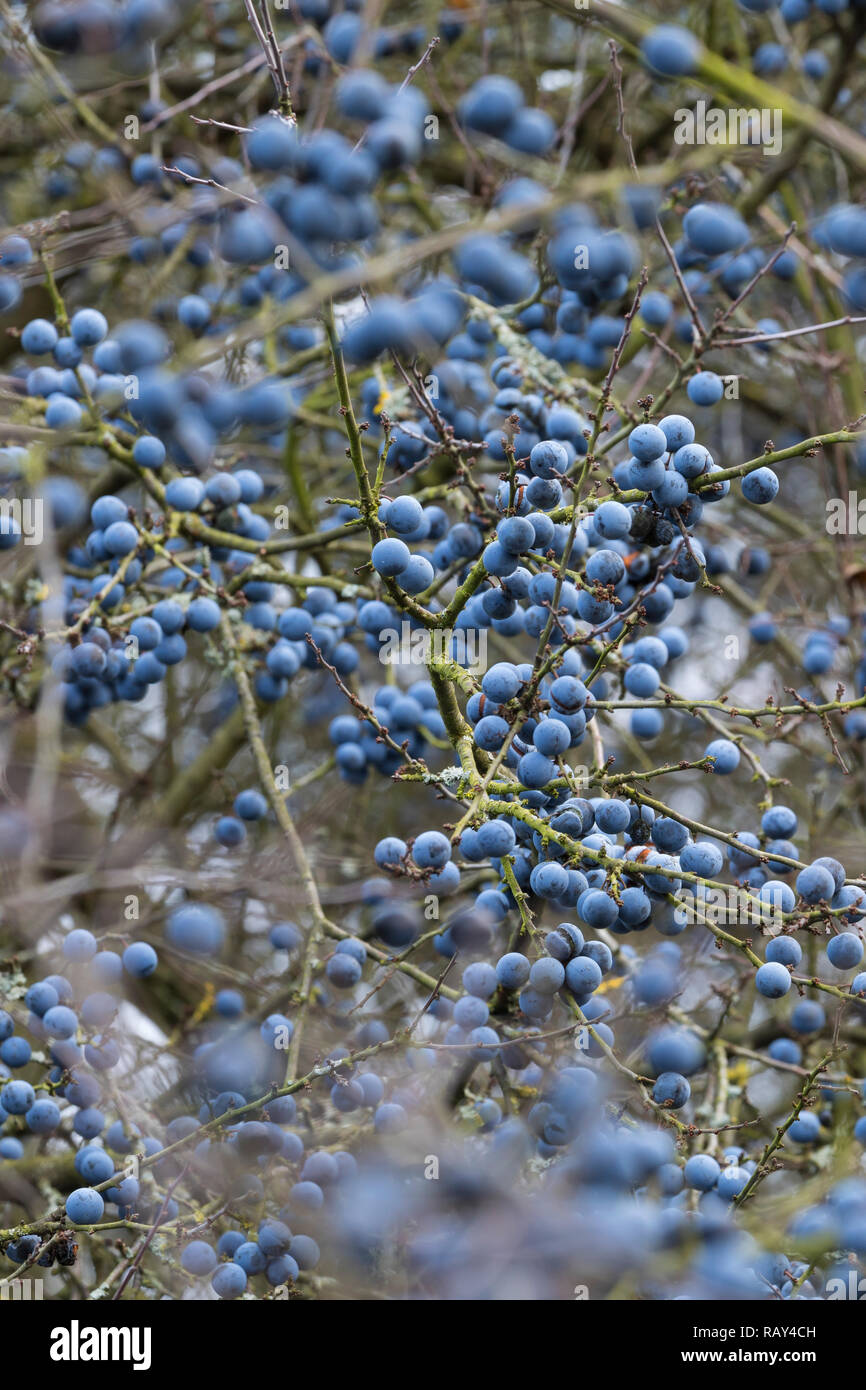 Schlehe, Schlehenfrüchte, Frucht, Früchte, Schlehenbeeren, Schlehen ...