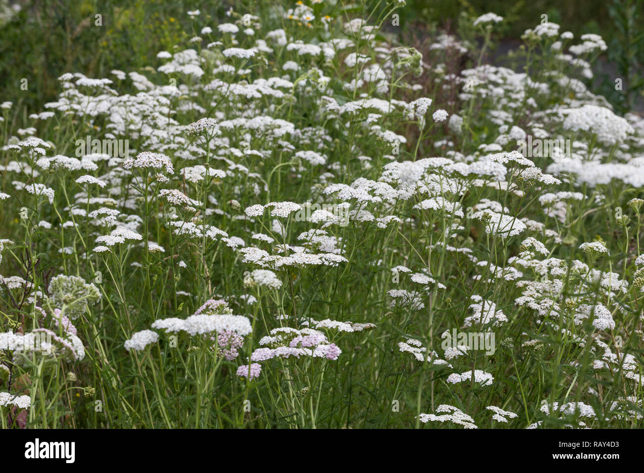 Schafgarbe, Gewöhnliche Schafgarbe, Wiesen-Schafgarbe, Schafgabe ...