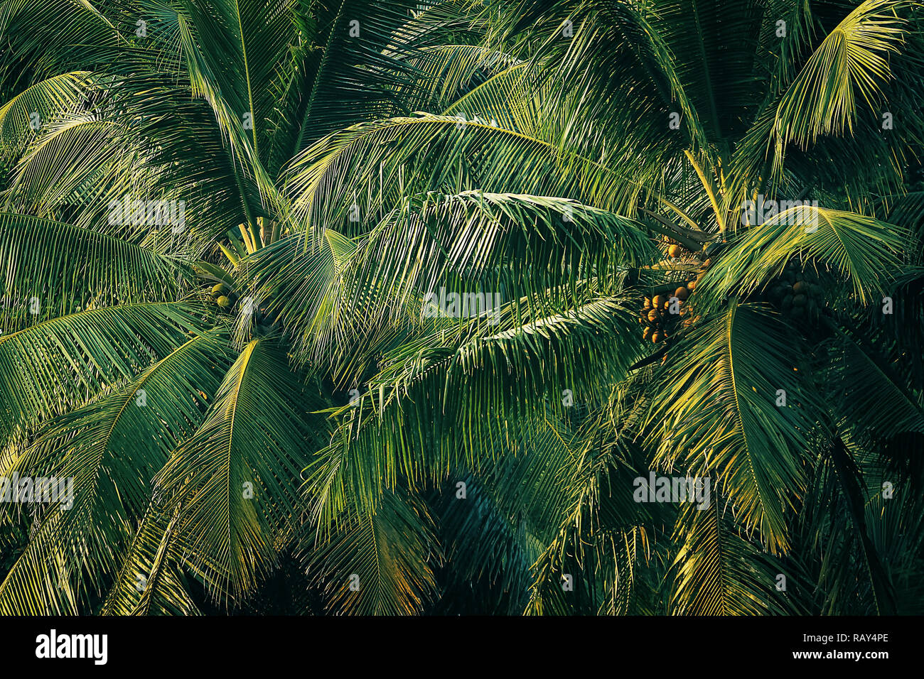 Tropical coconut palm tree Stock Photo - Alamy