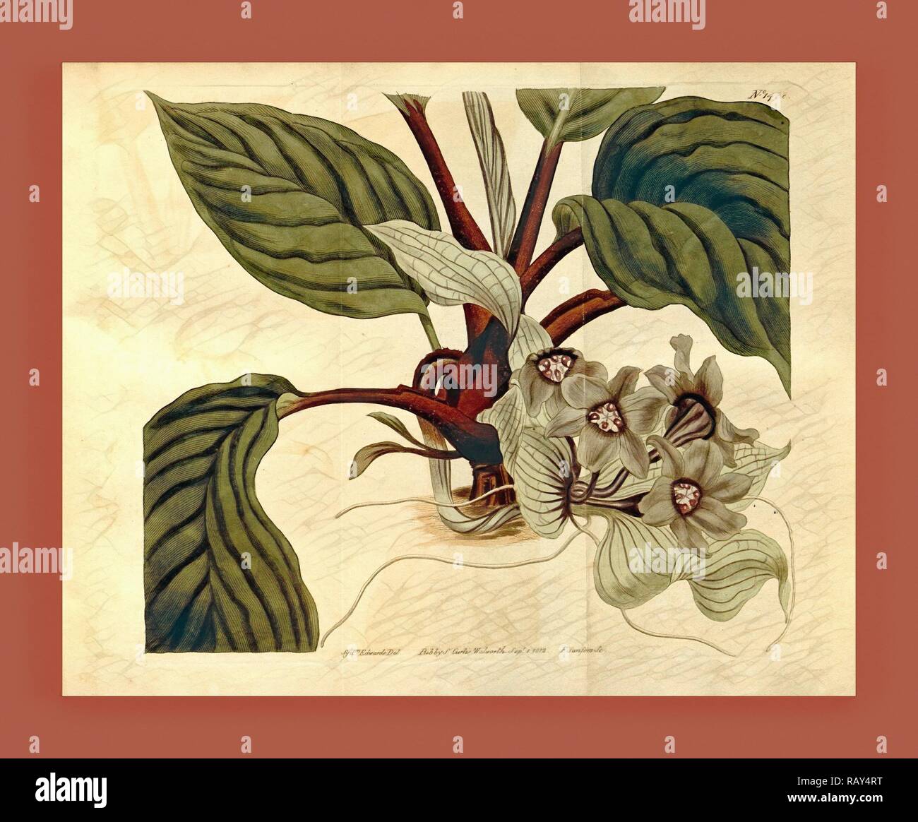 Botanical print by Sydenham Teast Edwards 1768 – 1819, Sydenham Edwards ...