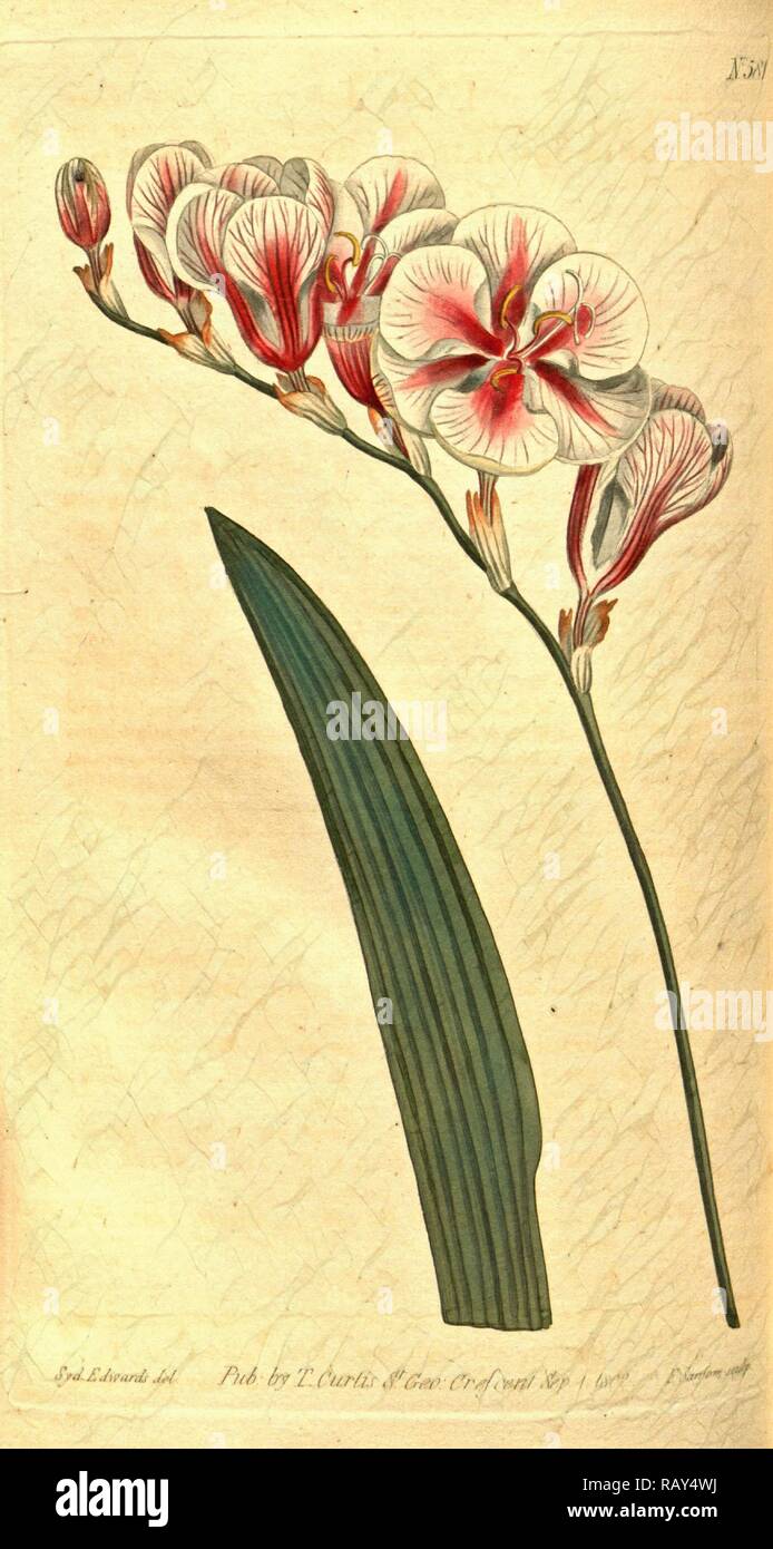 Botanical print by Sydenham Teast Edwards 1768 – 1819, Sydenham Edwards ...