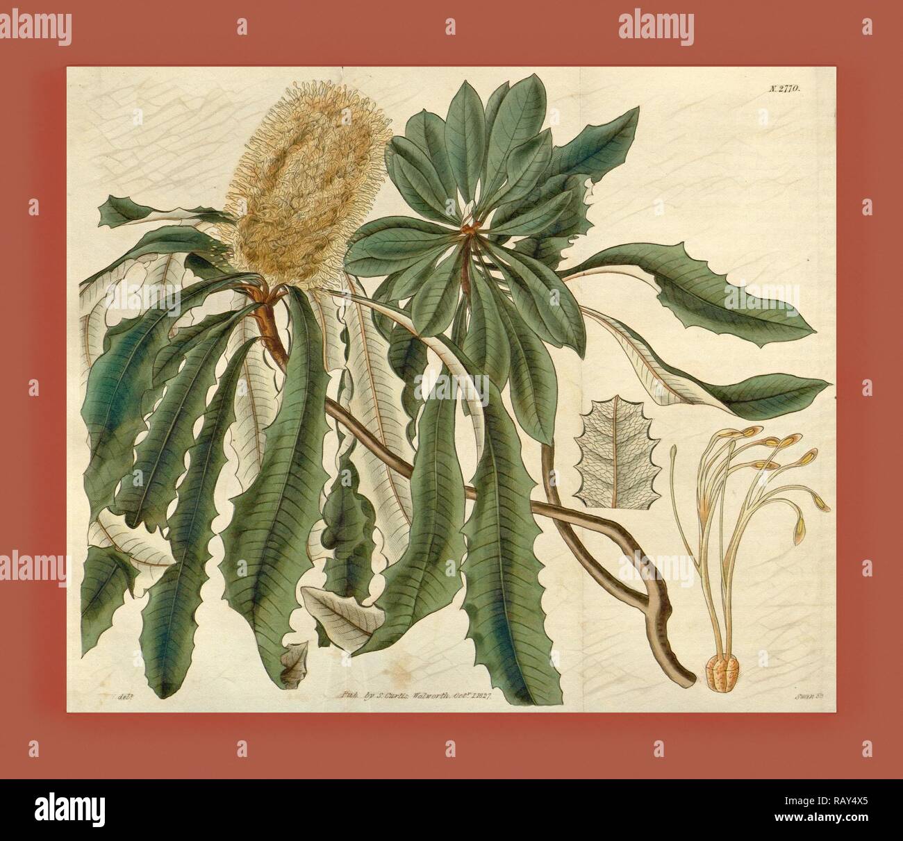 Botanical print or English natural history illustration by Joseph Swan ...