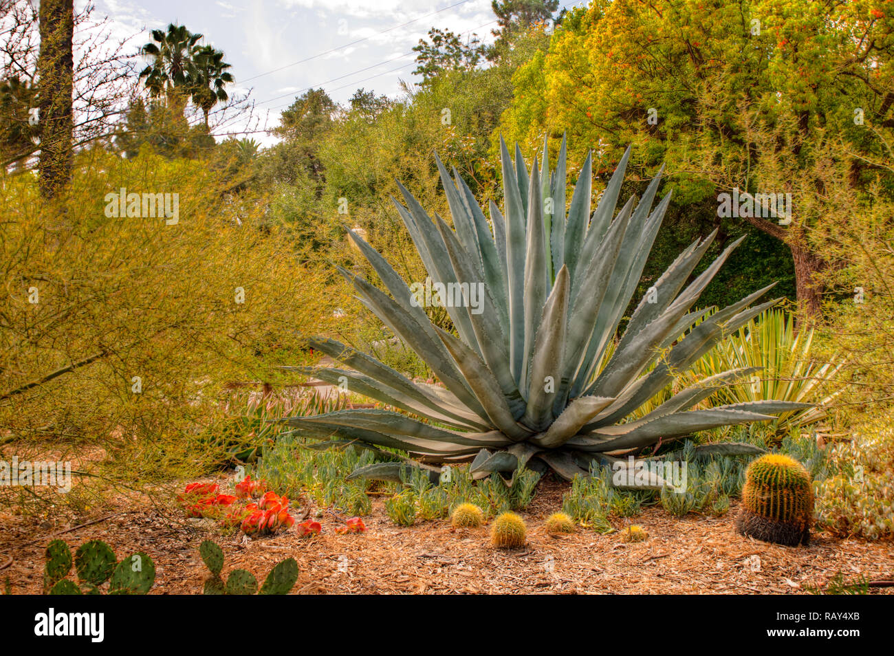 Century Plant in Vibrant Color Stock Photo - Alamy