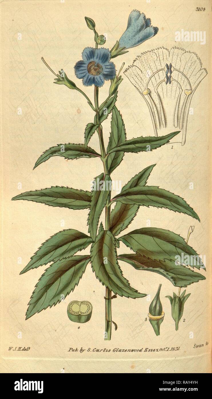 Botanical print by Sir William Jackson Hooker, FRS, 1785 – 1865 ...