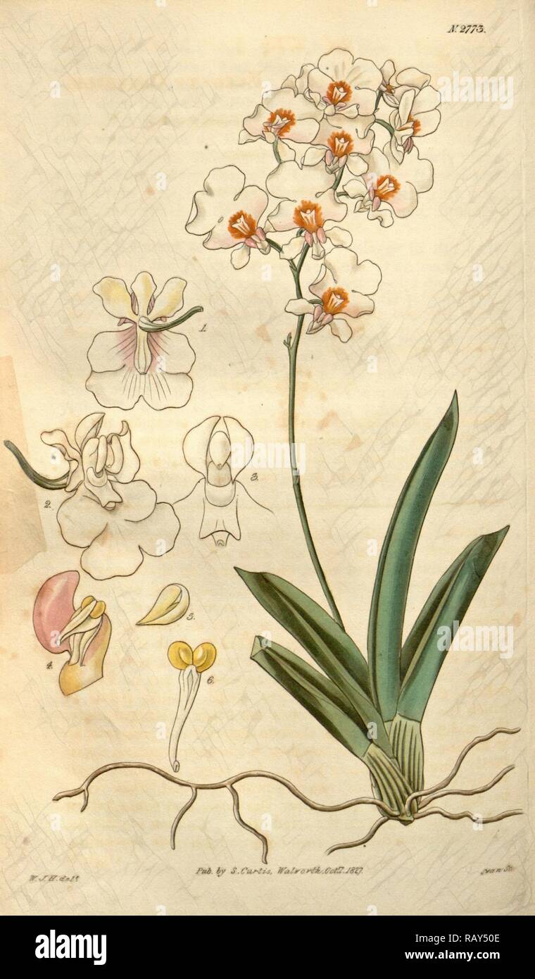 Botanical print by Sir William Jackson Hooker, FRS, 1785 – 1865 ...