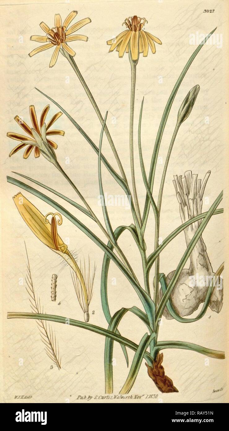 Botanical print by Sir William Jackson Hooker, FRS, 1785 – 1865 ...