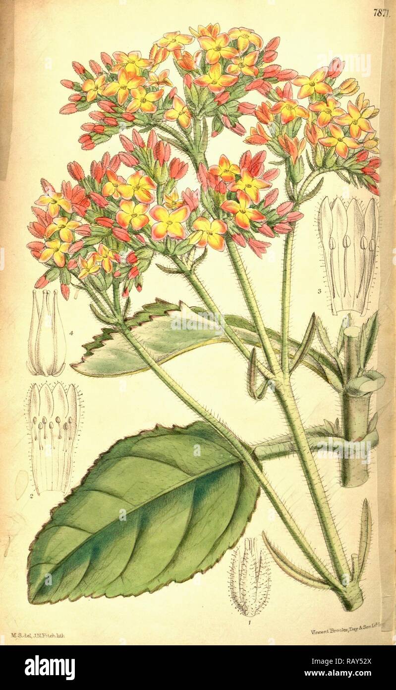 Botanical Print by Walter Hood Fitch 1817 – 1892, W.H. Fitch was an ...