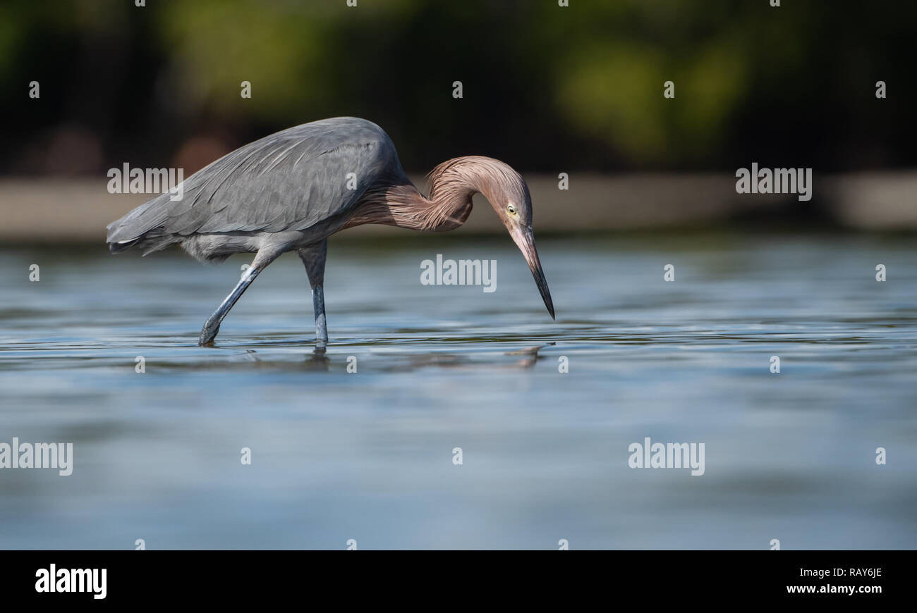 Reddish Egret in Florida Stock Photo - Alamy
