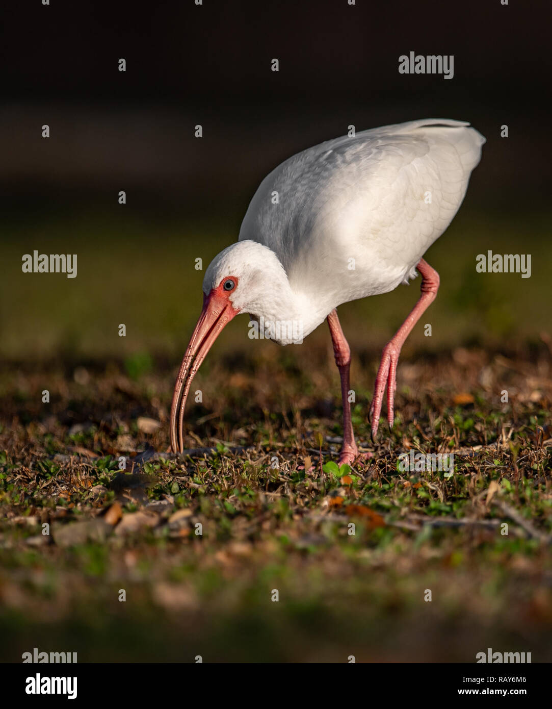 White Ibis in Florida Stock Photo - Alamy