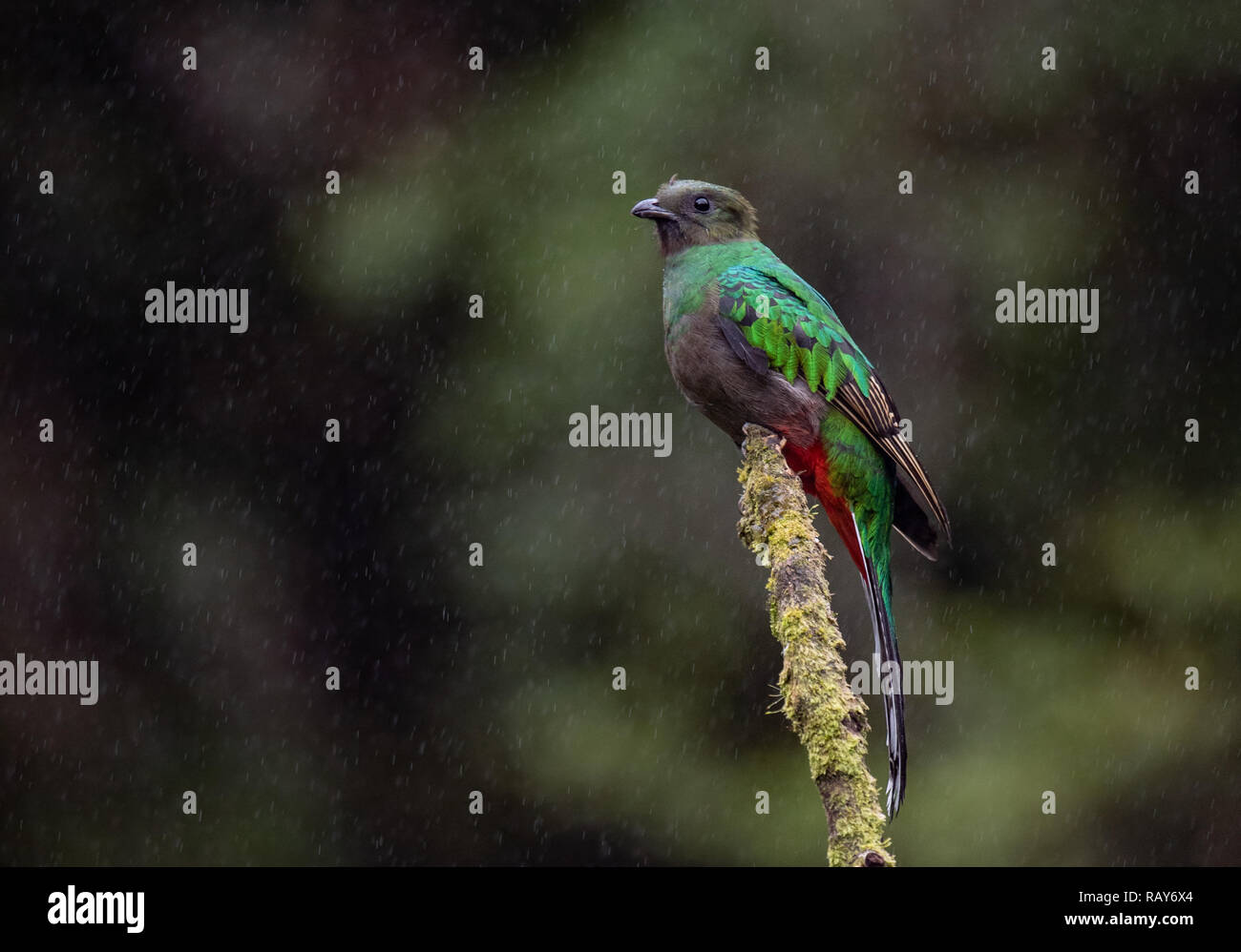 Quetzal blue hi-res stock photography and images - Alamy