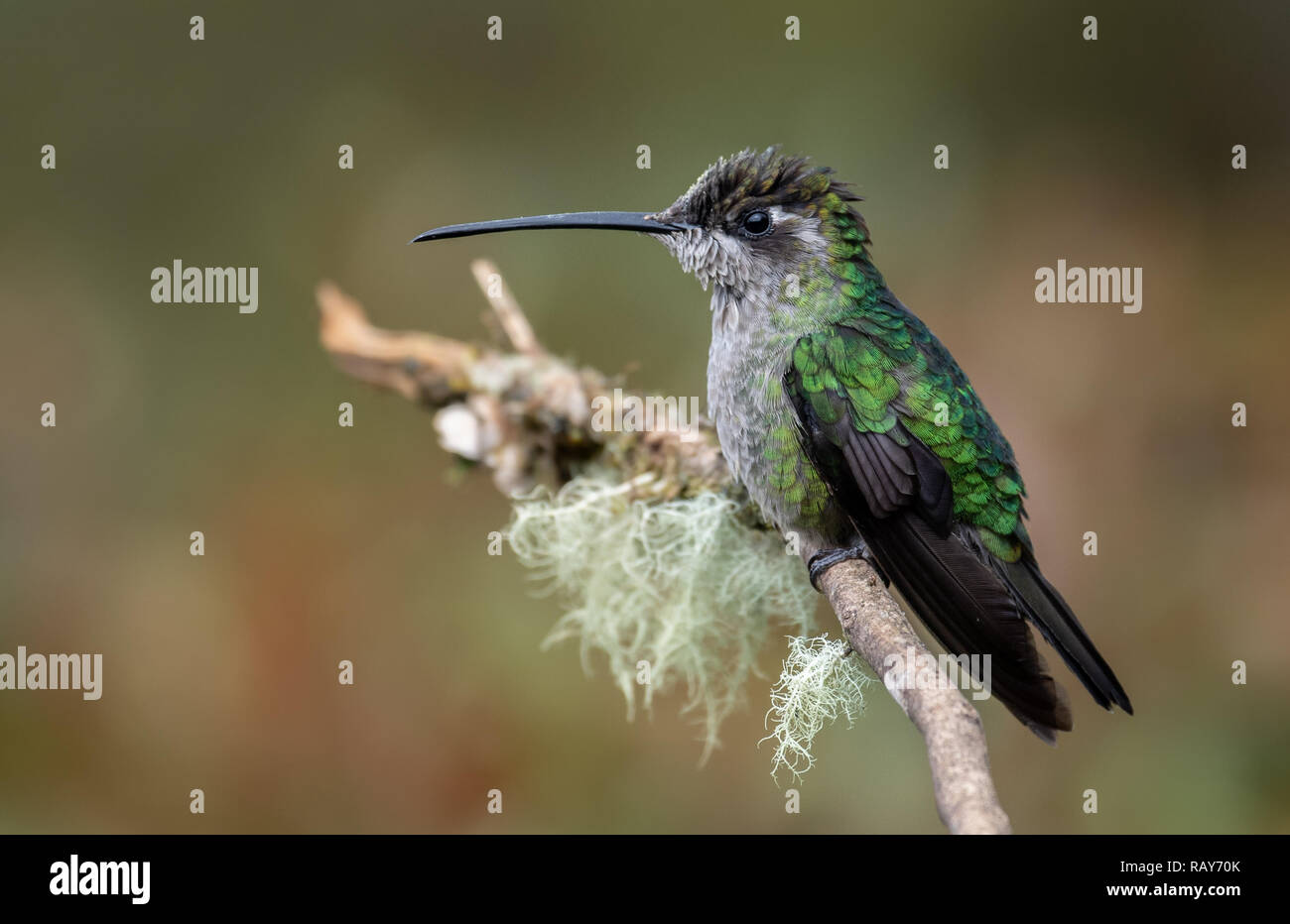Hummingbird costa rica hi-res stock photography and images - Alamy