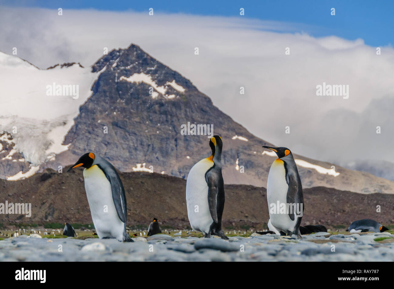 Baby emperor penguin walking hi-res stock photography and images - Alamy