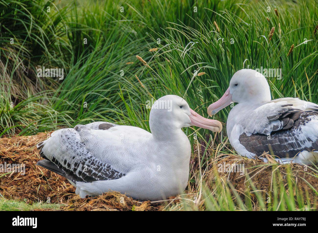 Wandering Albatross Couple on it's Nest Stock Photo - Alamy