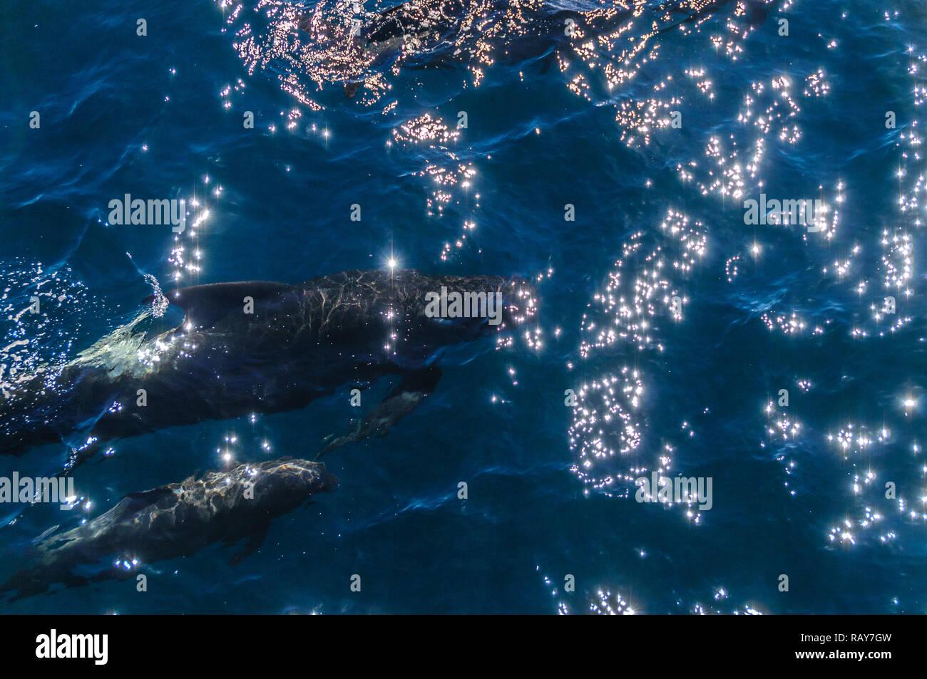 Pod long finned pilot whales globicephala melas hi-res stock ...