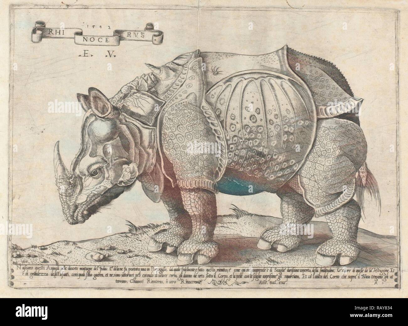 Albrecht durer the rhinoceros hi-res stock photography and images - Alamy