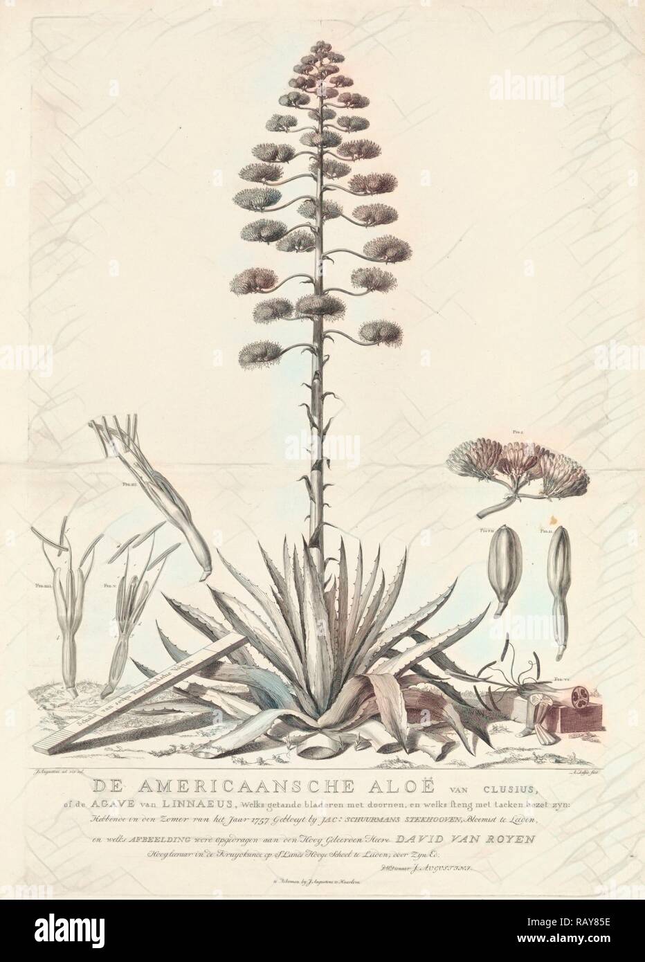 Botanical drawing of blooming agave plant, Agavoideae, Abraham Delfos ...