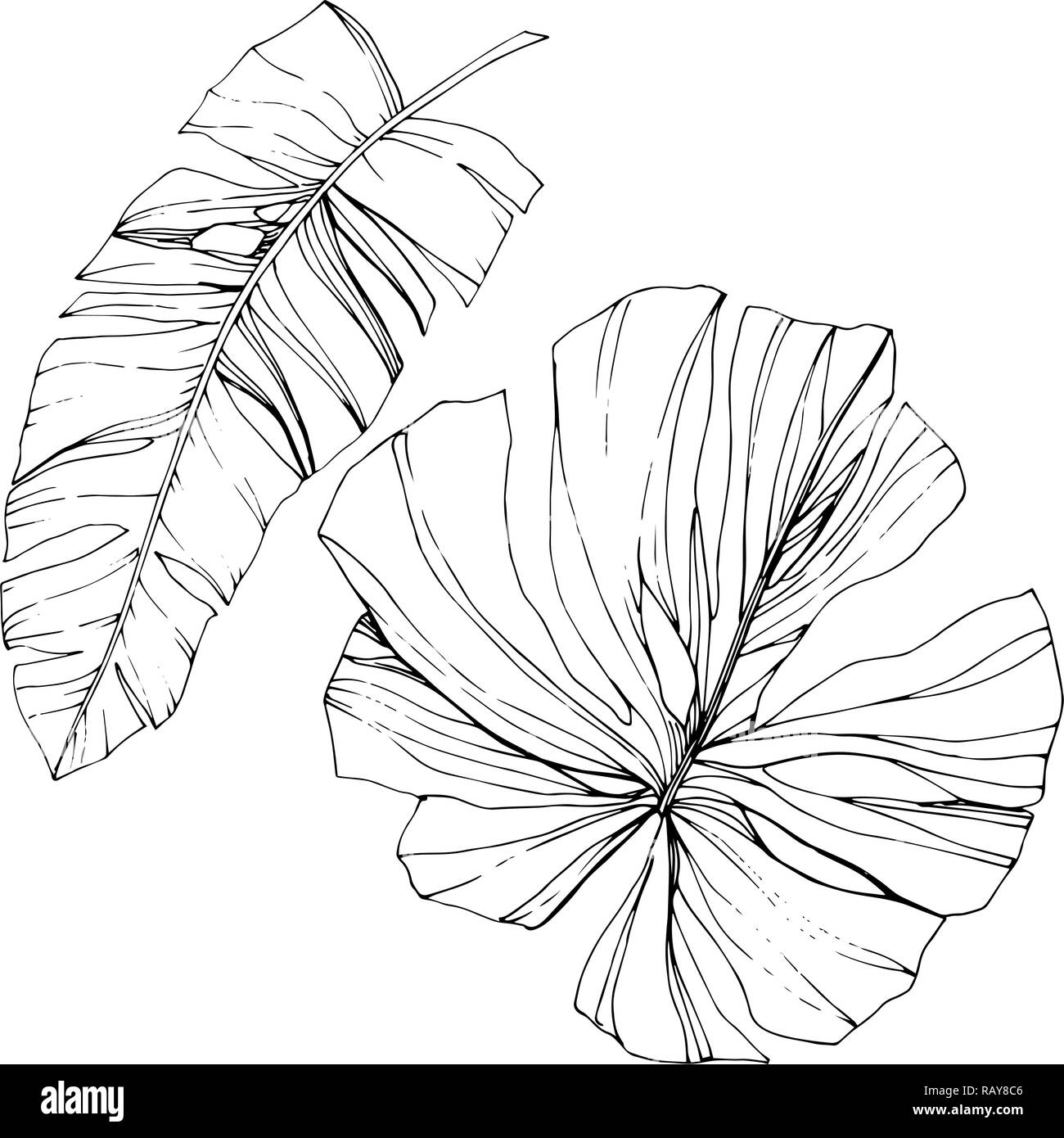 Vector Exotic tropical hawaiian summer. Black and white engraved ink ...