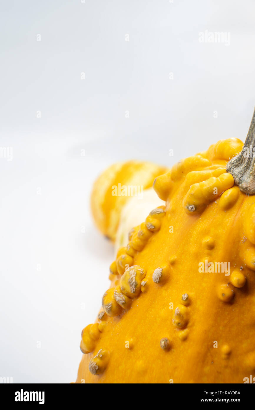 Yellow pumpkin with pimples in close-up on white background with copy ...