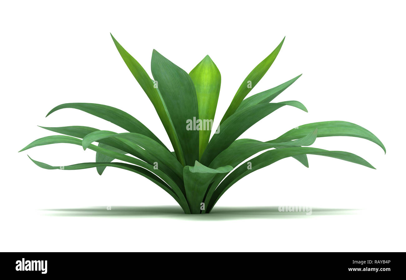 Single Agave Plant (isolated white background Stock Photo - Alamy