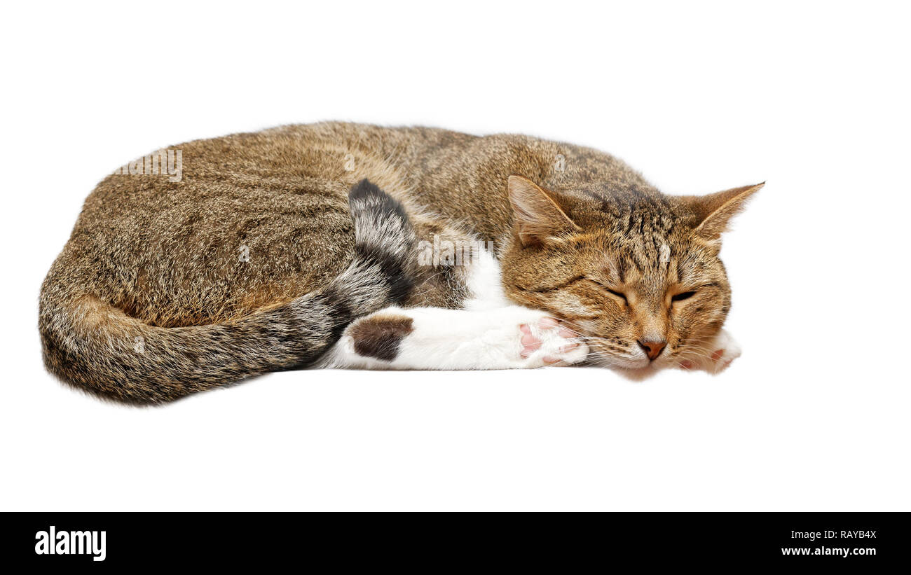 Cat napping. Isolated on white Stock Photo - Alamy
