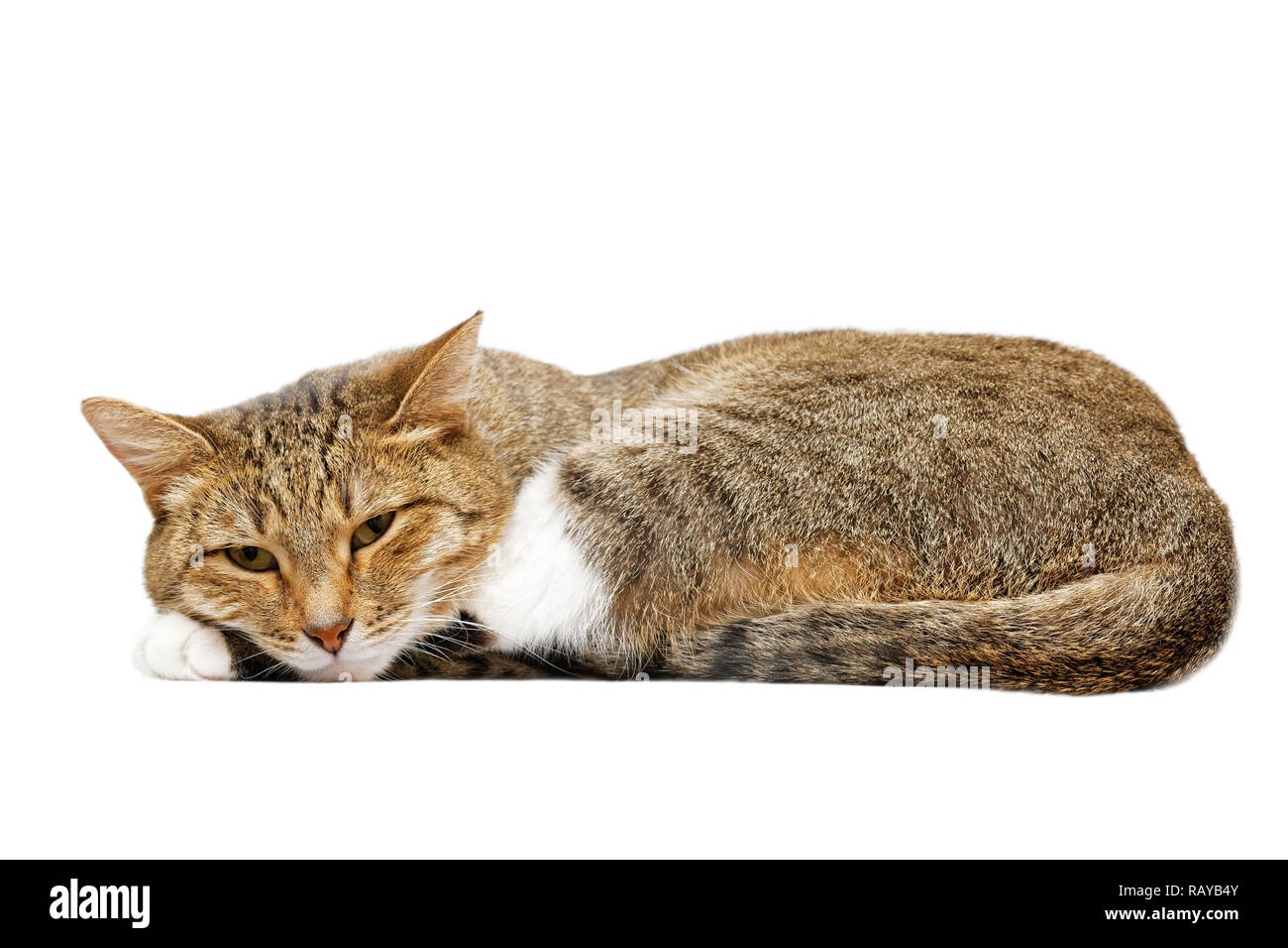 Cat lying with his head on his paws. Isolated on white Stock Photo - Alamy