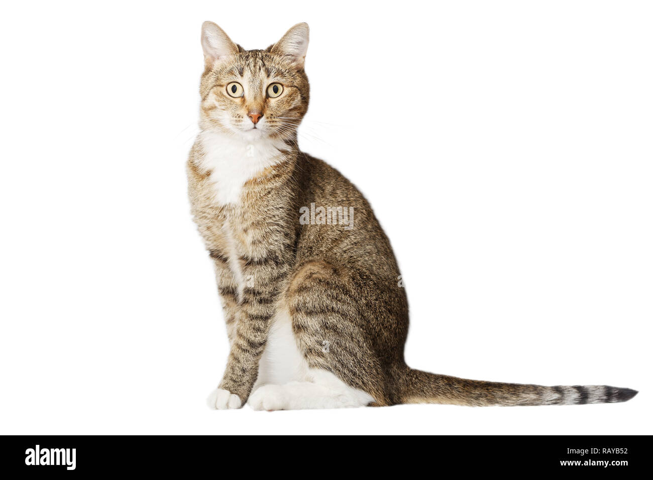 White cat sits in Cut Out Stock Images & Pictures - Alamy