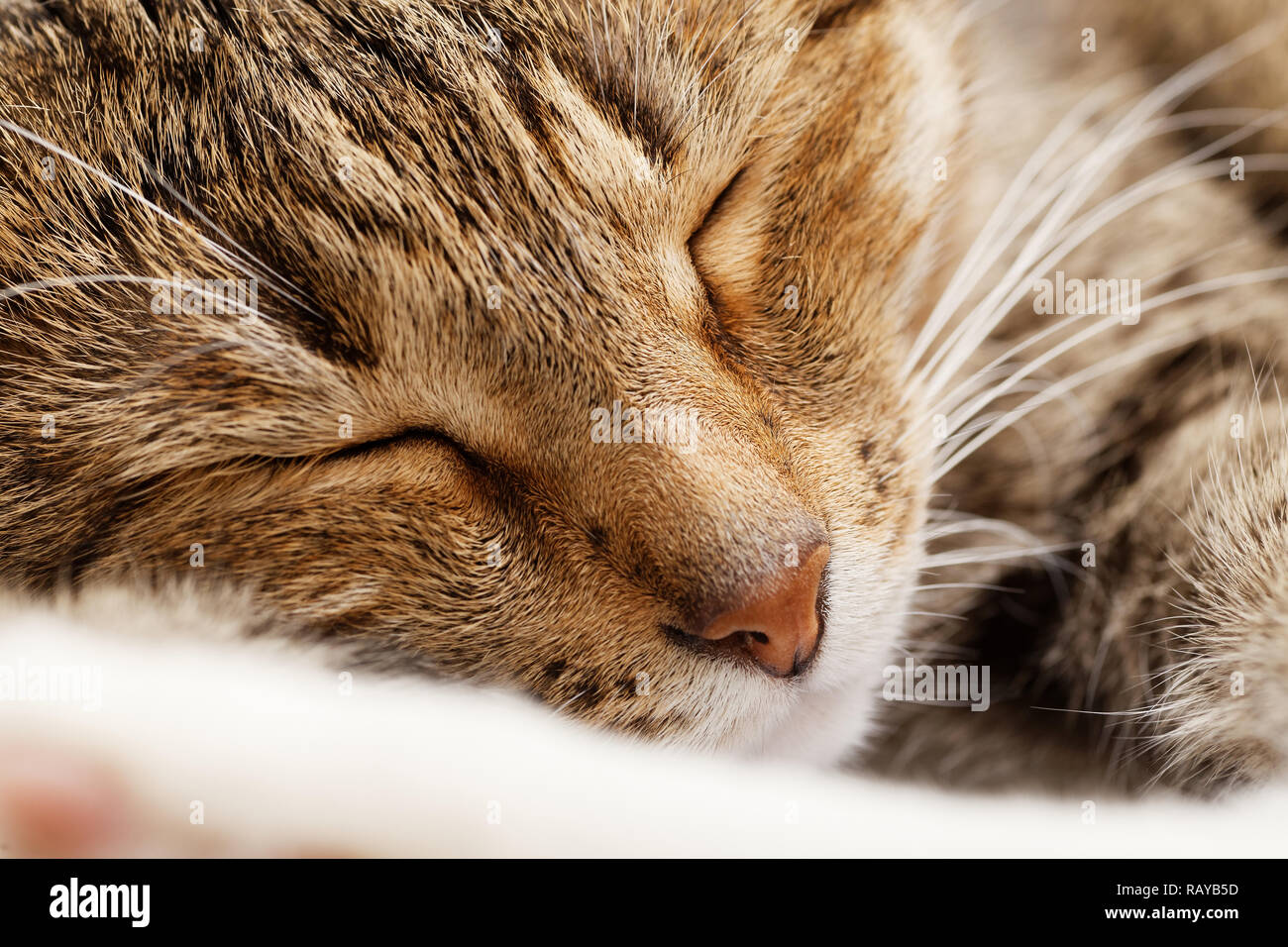 Closeup muzzle of a sleeping young short-hair cat. Shallow focus Stock ...