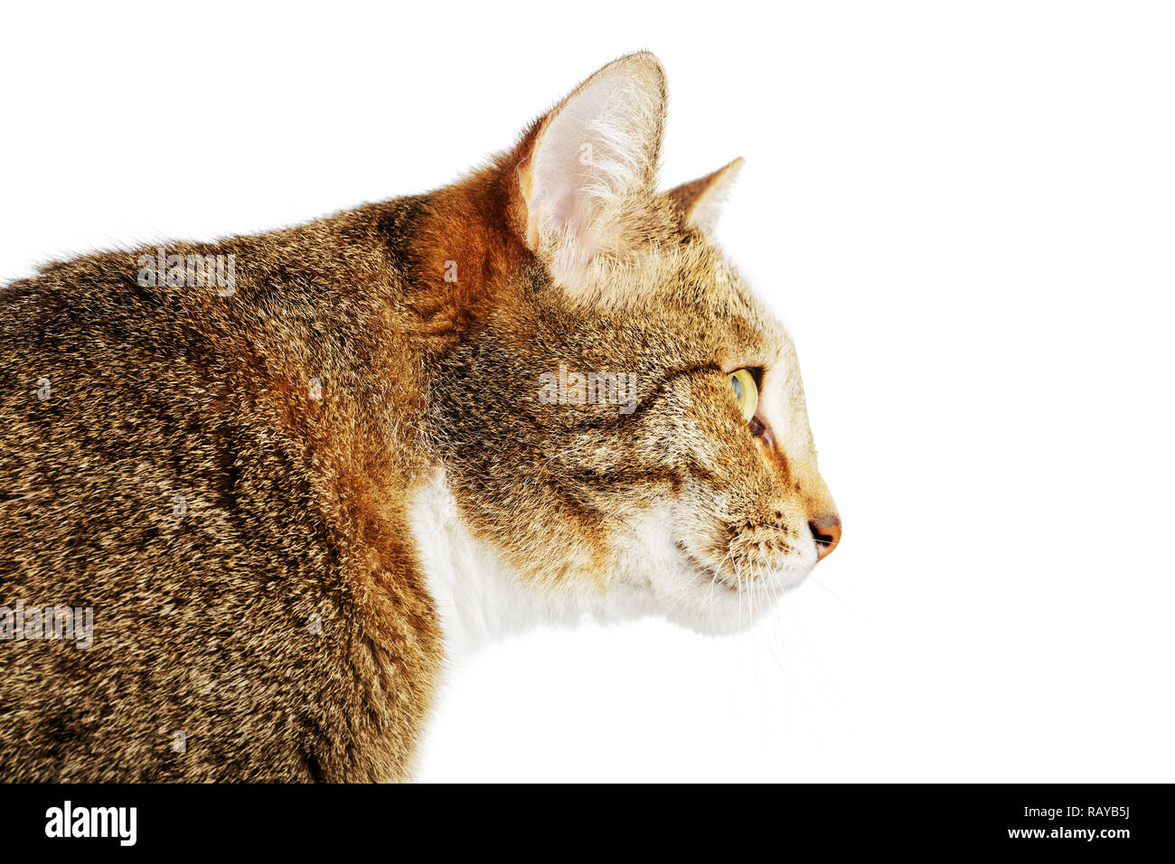 Closeup portrait of a cat in profile. Isolated on white Stock Photo - Alamy