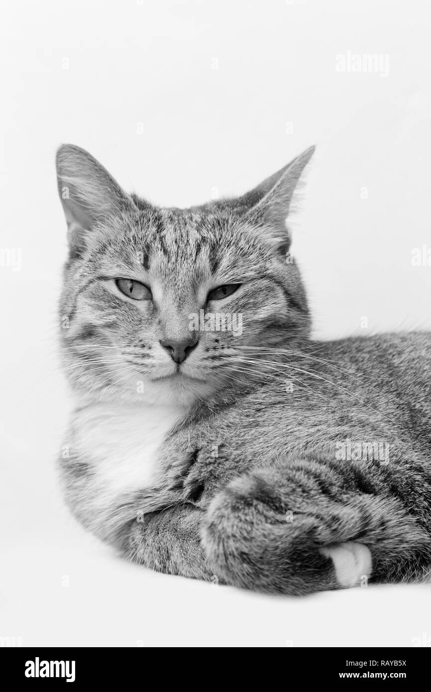 Closeup black-and-white portrait of a cat looking directly into the ...