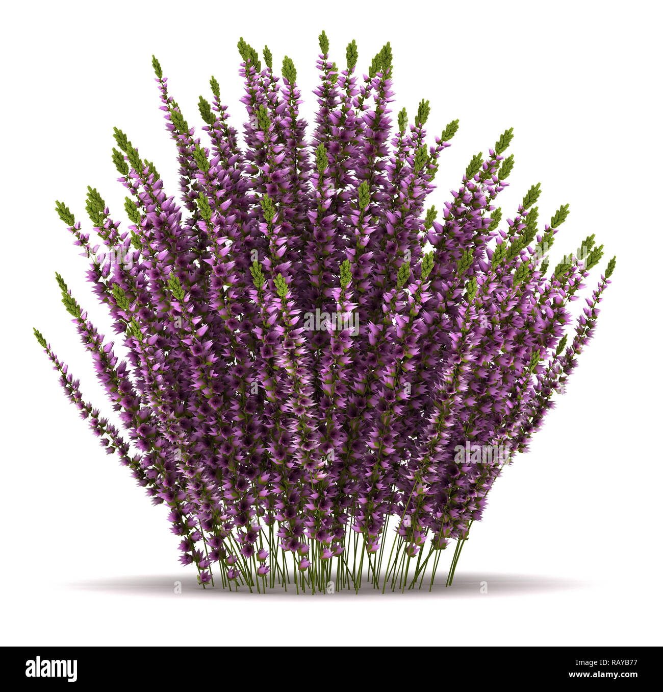 Single Heather Plant (isolated white background Stock Photo - Alamy