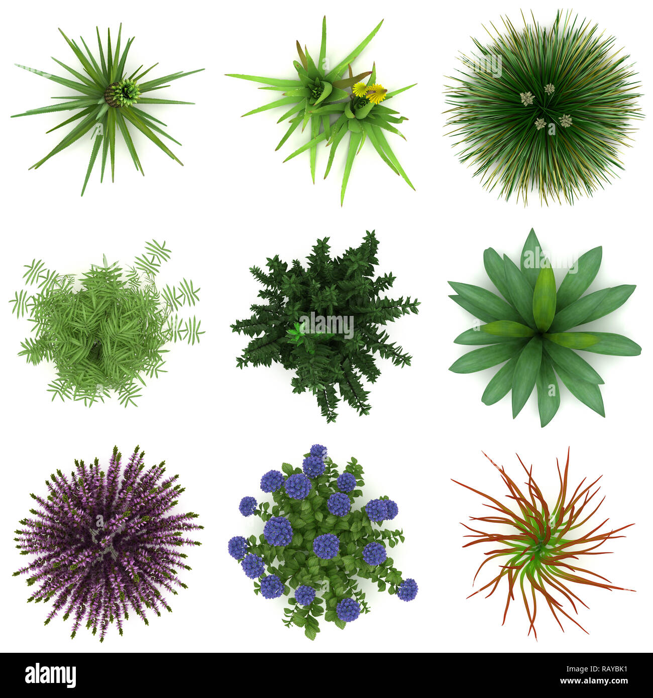 Some Plants for Landscaping (isolated white background Stock Photo - Alamy