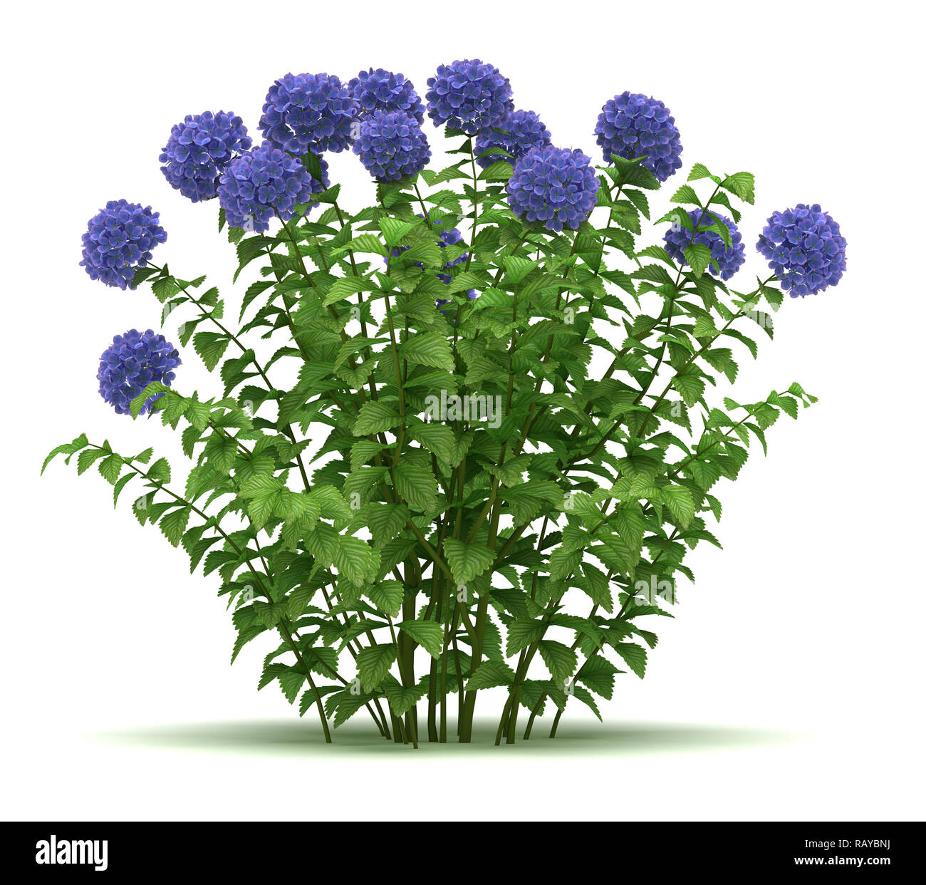 Single Hydrangea Plant (isolated white background Stock Photo - Alamy