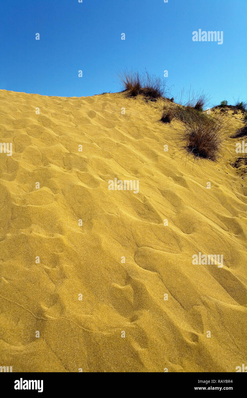 Withered grass in the desert on the background cloudless sky. Nature ...