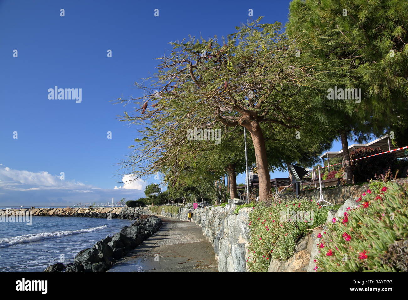 Spring flowers in cyprus hi-res stock photography and images - Alamy