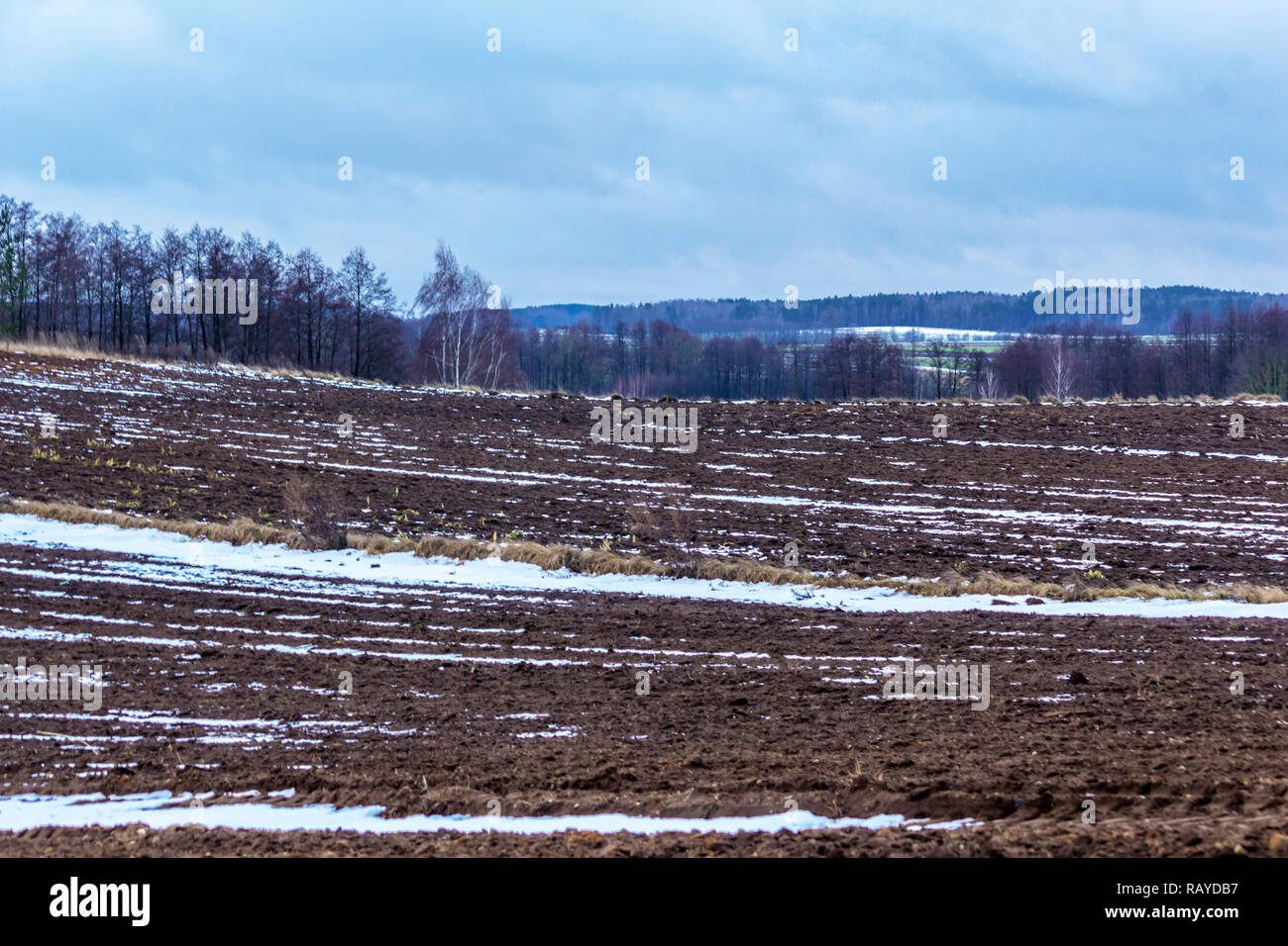 On the plowed field lies a bit of snow. Dark forest surrounds the ...
